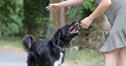 Steps to Take After an Animal Bite | Lamar Law Office